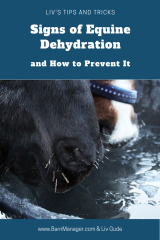 Liv’s Tip of the Month – Signs of Dehydration – BarnManager