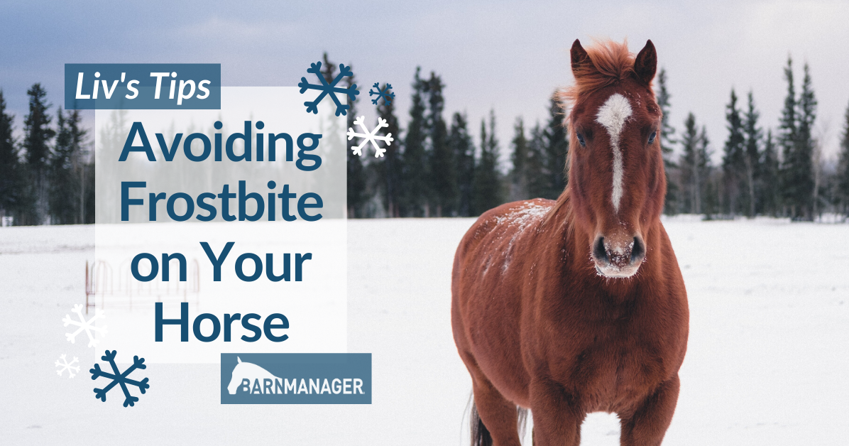 Liv’s Tips: Avoiding Frostbite on Your Horse