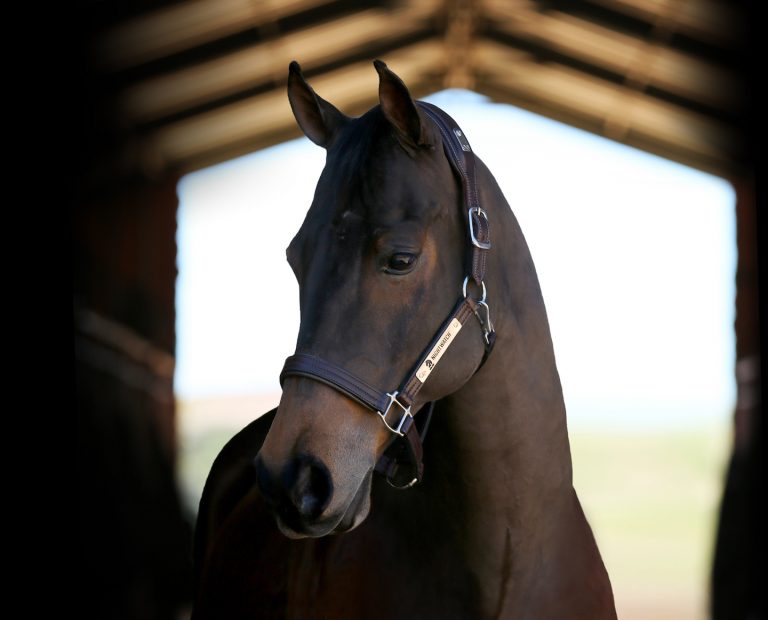 About BarnManager Archives – BarnManager