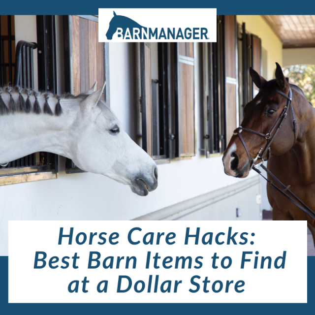 Horse Care Hacks: Best Barn Items to Find at a Dollar Store – BarnManager