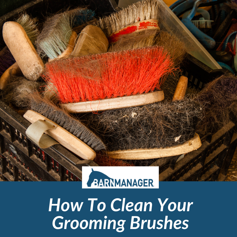 How To Clean Your Grooming Brushes BarnManager How To Clean Your Grooming Brushes BarnManager