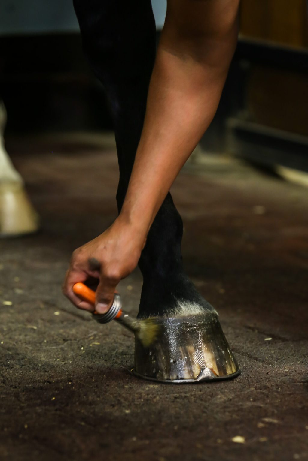 BarnManager Horse Health Series: Proper Hoof Care – BarnManager